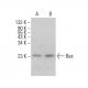 Anti-Bax Antibody (6A7) | SCBT - Santa Cruz Biotechnology