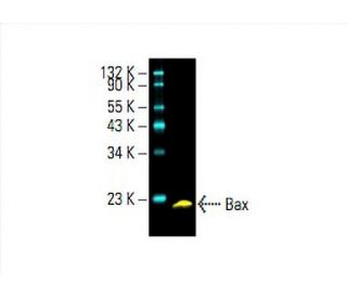 Bax Antibody (6A7) - Western Blotting - Image 392755