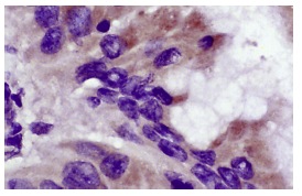 Anti-Bax Antibody (B-9) | SCBT - Santa Cruz Biotechnology