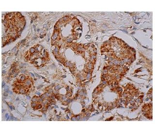 Anti-Bax Antibody (B-9) | SCBT - Santa Cruz Biotechnology