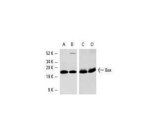 Anti-Bax Antibody (B-9) | SCBT - Santa Cruz Biotechnology
