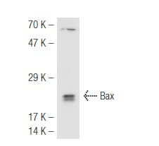 Anti-Bax Antibody (B-9) | SCBT - Santa Cruz Biotechnology