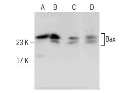 Anti-Bax Antibody (B-9) | SCBT - Santa Cruz Biotechnology