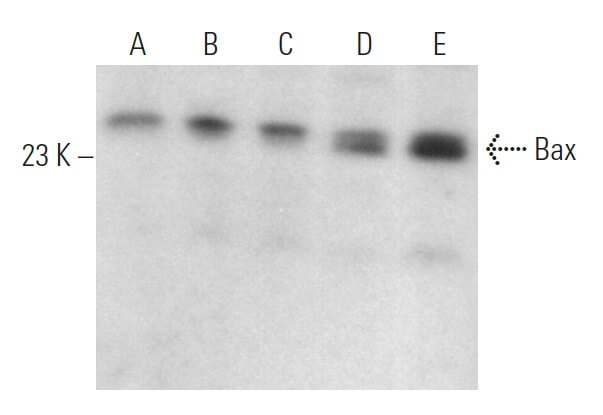 Anti-Bax Antibody (B-9) | SCBT - Santa Cruz Biotechnology