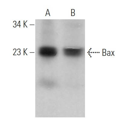 Anti-Bax Antibody (B-9) | SCBT - Santa Cruz Biotechnology
