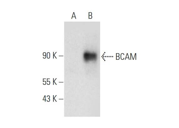 BCAM Antibody (A-4) | SCBT - Santa Cruz Biotechnology