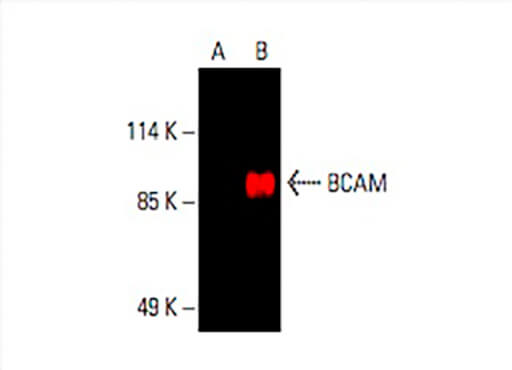 Anti-BCAM Antibody (D-6) | SCBT - Santa Cruz Biotechnology