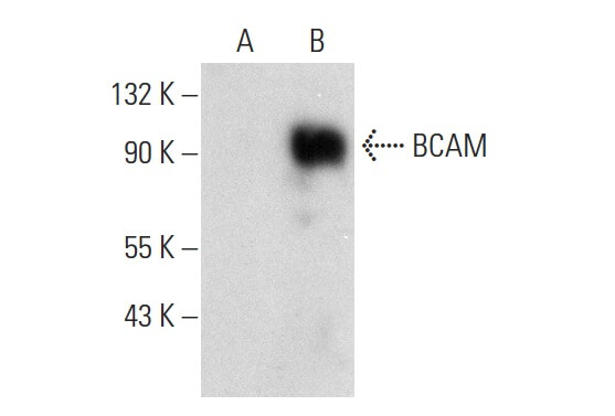 Anti-BCAM Antibody (D-6) | SCBT - Santa Cruz Biotechnology