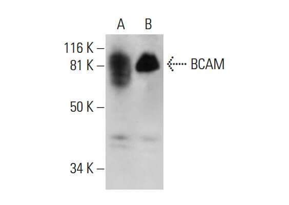 BCAM Antibody (D-6) | SCBT - Santa Cruz Biotechnology