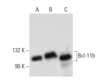 Bcl-11b Antibody (F-4) | SCBT - Santa Cruz Biotechnology