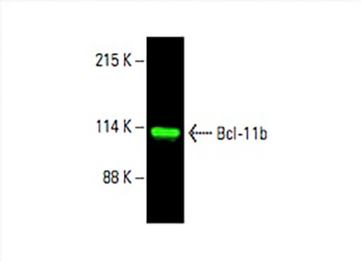 Anti-Bcl-11b Antibody (F-4) | SCBT - Santa Cruz Biotechnology
