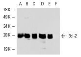 Bcl-2 Antibody (100) | SCBT - Santa Cruz Biotechnology