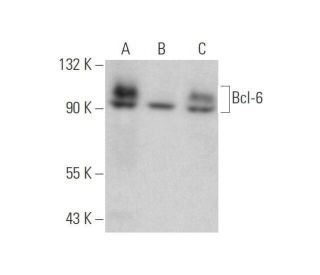 Bcl-6 Antibody (D-8) - Western Blotting - Image 352734