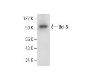 Anti-Bcl-6 Antibody (H-12) | SCBT - Santa Cruz Biotechnology