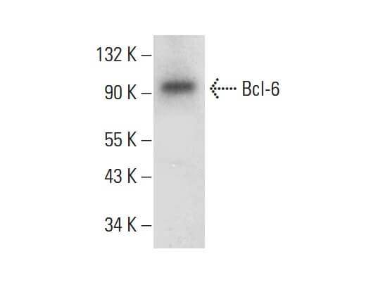 Anti-Bcl-6 Antibody (H-12) | SCBT - Santa Cruz Biotechnology