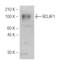 BCLAF1抗体 (M33-P5B11) | SCBT - Santa Cruz Biotechnology