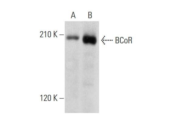 BCoR Antibody (C-10) | SCBT - Santa Cruz Biotechnology