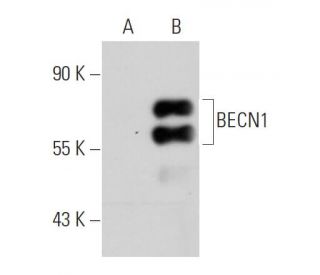 Beclin-1/BECN1 Antibody (E-8) | SCBT - Santa Cruz Biotechnology