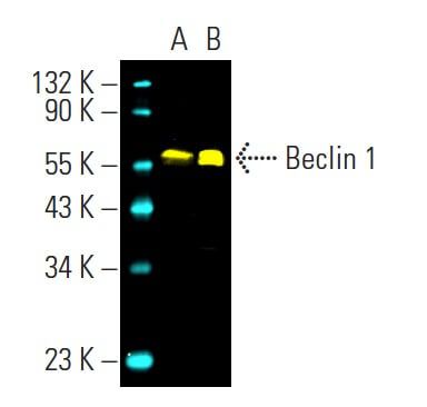 BECN1/Beclin-1抗体 (E-8) | SCBT - Santa Cruz Biotechnology