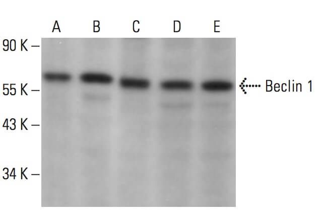BECN1/Beclin-1 Antibody (G-11) | SCBT - Santa Cruz Biotechnology
