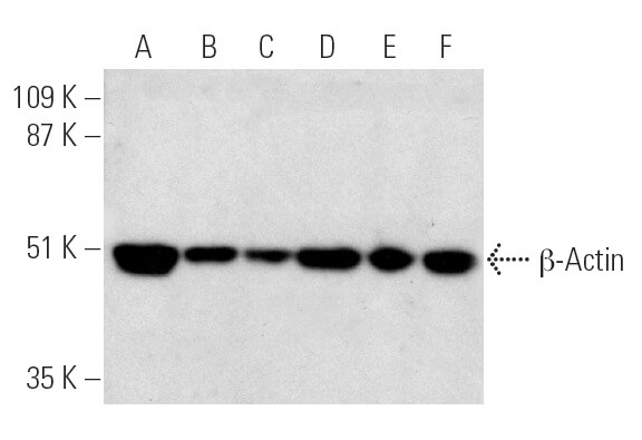 Anti-β-Actin Antibody (2A3) | SCBT - Santa Cruz Biotechnology