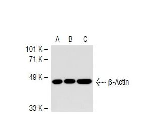 β-Actin Antibody (AC-15) - Western Blotting - Image 41376