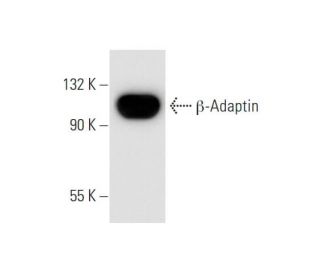 β-Adaptin Antibody (A-5) - Western Blotting - Image 68445