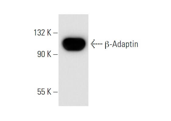 Anti-β-Adaptin Antibody (A-5) | SCBT - Santa Cruz Biotechnology
