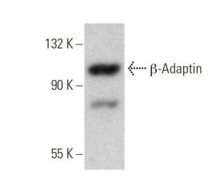 Anti-β-Adaptin Antibody (A-5) | SCBT - Santa Cruz Biotechnology