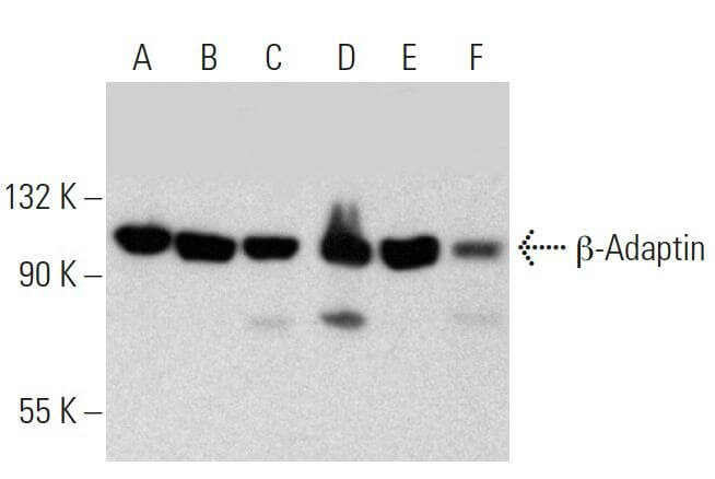 Anti-β-Adaptin Antibody (A-5) | SCBT - Santa Cruz Biotechnology
