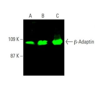 β-Adaptin Antibody (A-5) - Western Blotting - Image 386248