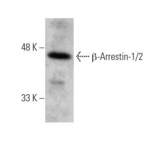 β-Arrestin-1/2 Antibody (A-1) - Western Blotting - Image 372279