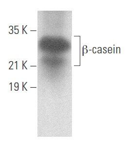 β-casein Antibody (H-4) | SCBT - Santa Cruz Biotechnology