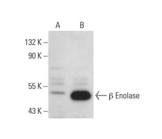 Anti-β Enolase Antibody (XX-10) | SCBT - Santa Cruz Biotechnology