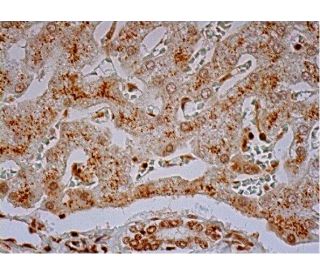 β-Gal Antibody (B-12) - Immunohistochemistry - Image 293521