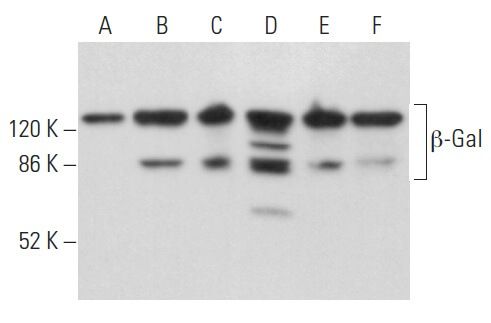 β-Gal抗体 (B-12) | SCBT - Santa Cruz Biotechnology