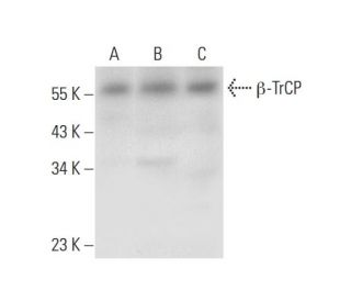 β-TrCP Antibody (C-6) - Western Blotting - Image 318358