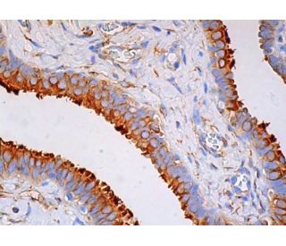 β Tubulin Antibody (F-1) - Immunohistochemistry - Image 391141