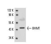 BHMT Antibody (3D6) | SCBT - Santa Cruz Biotechnology