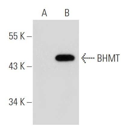 Anti-BHMT Antibody (3D6) | SCBT - Santa Cruz Biotechnology