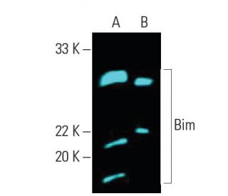 Anti-Bim Antibody (H-5) | SCBT - Santa Cruz Biotechnology