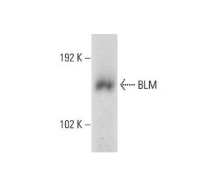 Anti-BLM Antibody (B-4) | SCBT - Santa Cruz Biotechnology