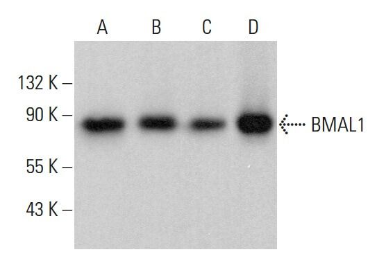 BMAL1抗体 (A-6) | SCBT - Santa Cruz Biotechnology
