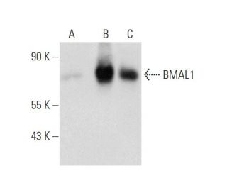 BMAL1 Antibody (B-1) - Western Blotting - Image 147432