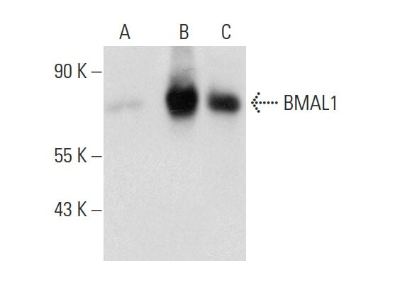 Anti-BMAL1 Antibody (B-1) | SCBT - Santa Cruz Biotechnology