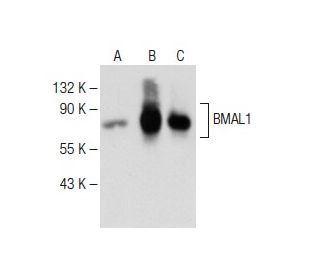 BMAL1 Antibody (B-1) - Western Blotting - Image 147923