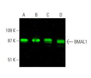 BMAL1 Antibody (B-1) - Western Blotting - Image 378795