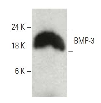 BMP-3抗体 (H-73) | SCBT - Santa Cruz Biotechnology