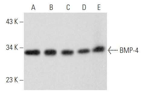 BMP-4抗体 (9H4) | SCBT - Santa Cruz Biotechnology