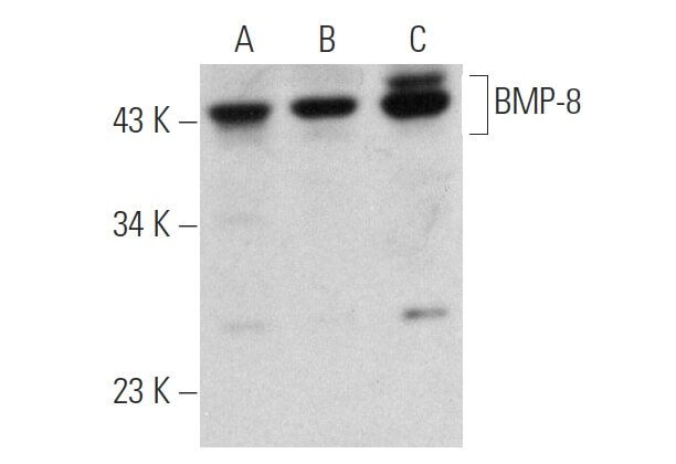 BMP-8 Antibody (H-4) | SCBT - Santa Cruz Biotechnology